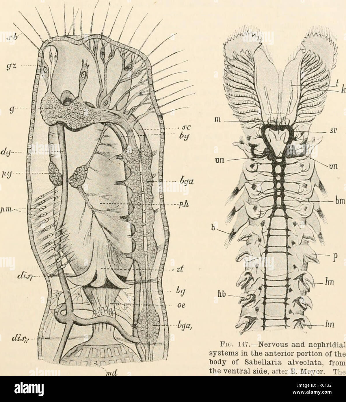 A 1898 textbook on comparative anatomy, offering detailed studies of ...