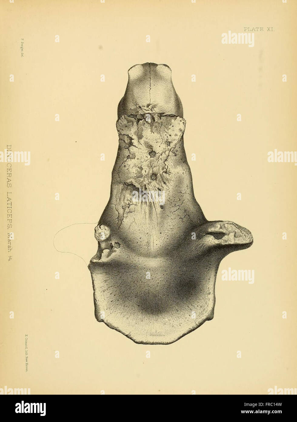 Dinocerata eocene mammals hi-res stock photography and images - Alamy