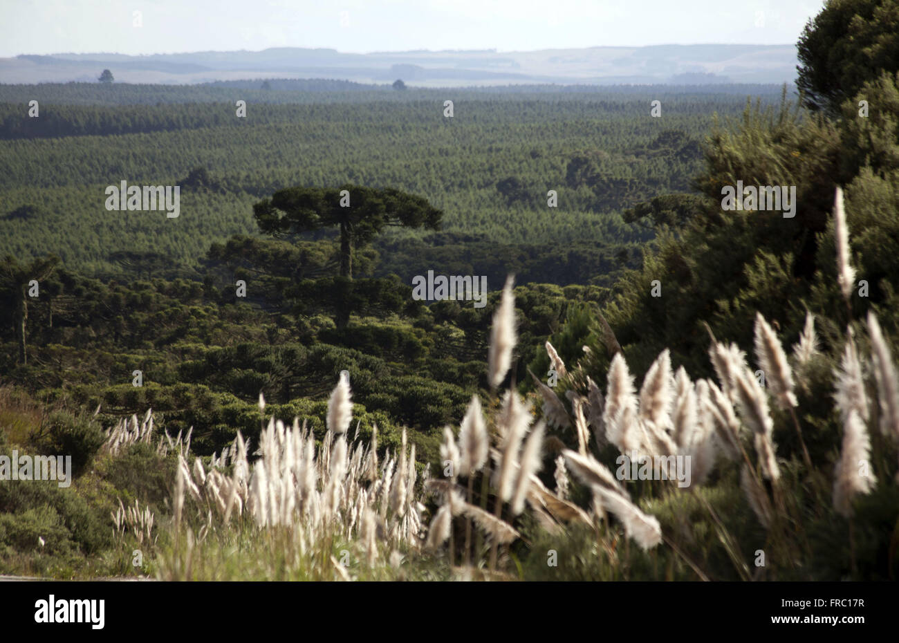 Of the pampas grass and native vegetation seen from Highway RS-235 ...