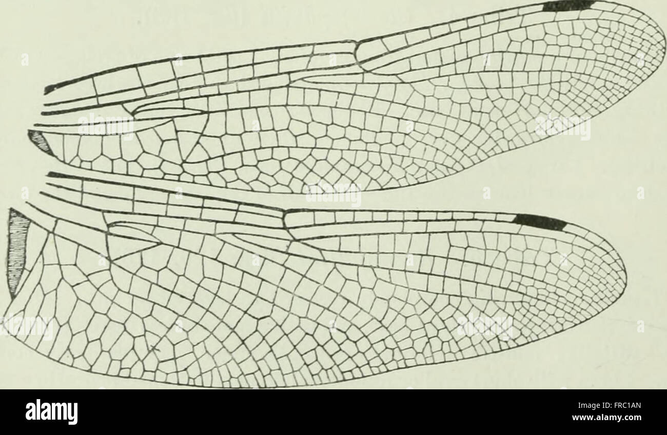 A 1917 study on the biology of dragonflies, covering the classification ...
