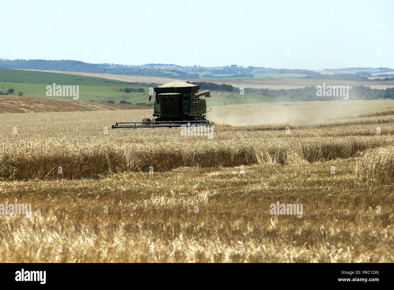 Mechanical harvesting wheat in the countryside Stock Photo - Alamy