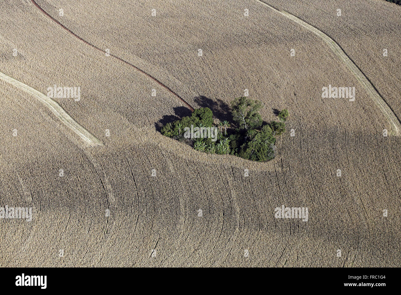 Aerial view of isolated forest reserve through the plantation of grain ...