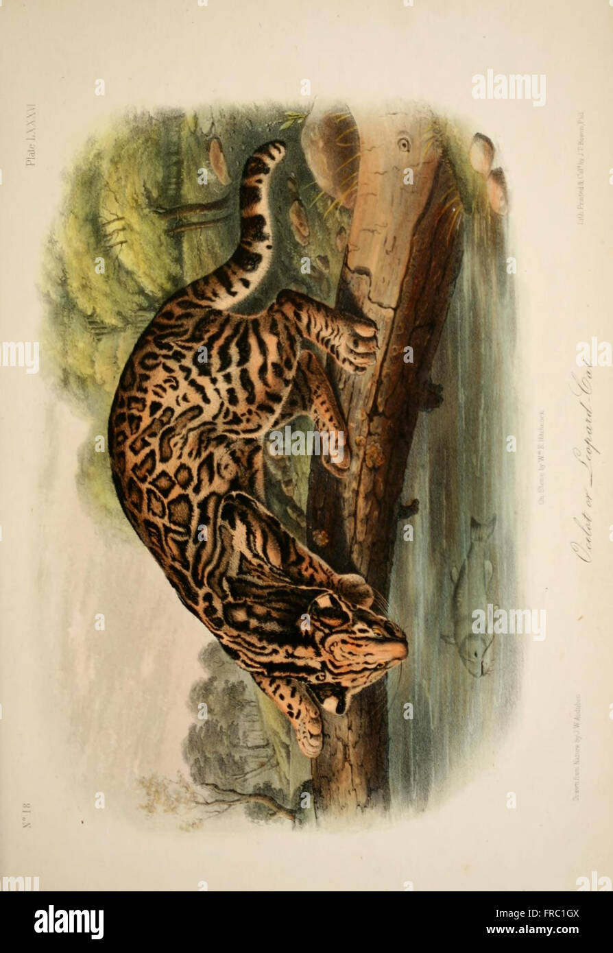 A detailed illustration of North America's quadrupeds, depicting ...