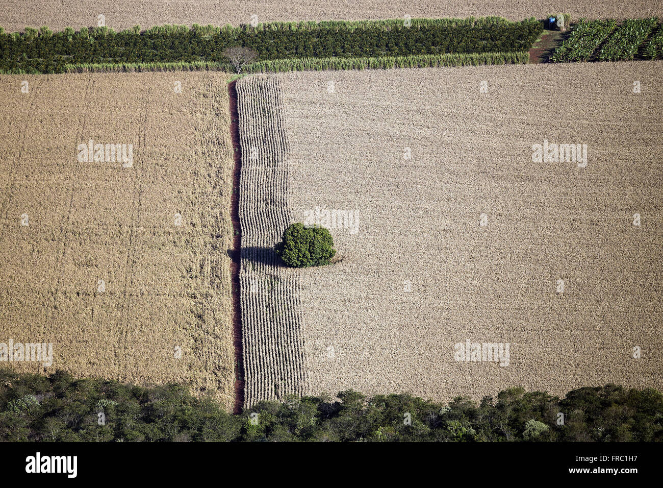 Aerial view of tree isolated through the plantation of grain in the ...