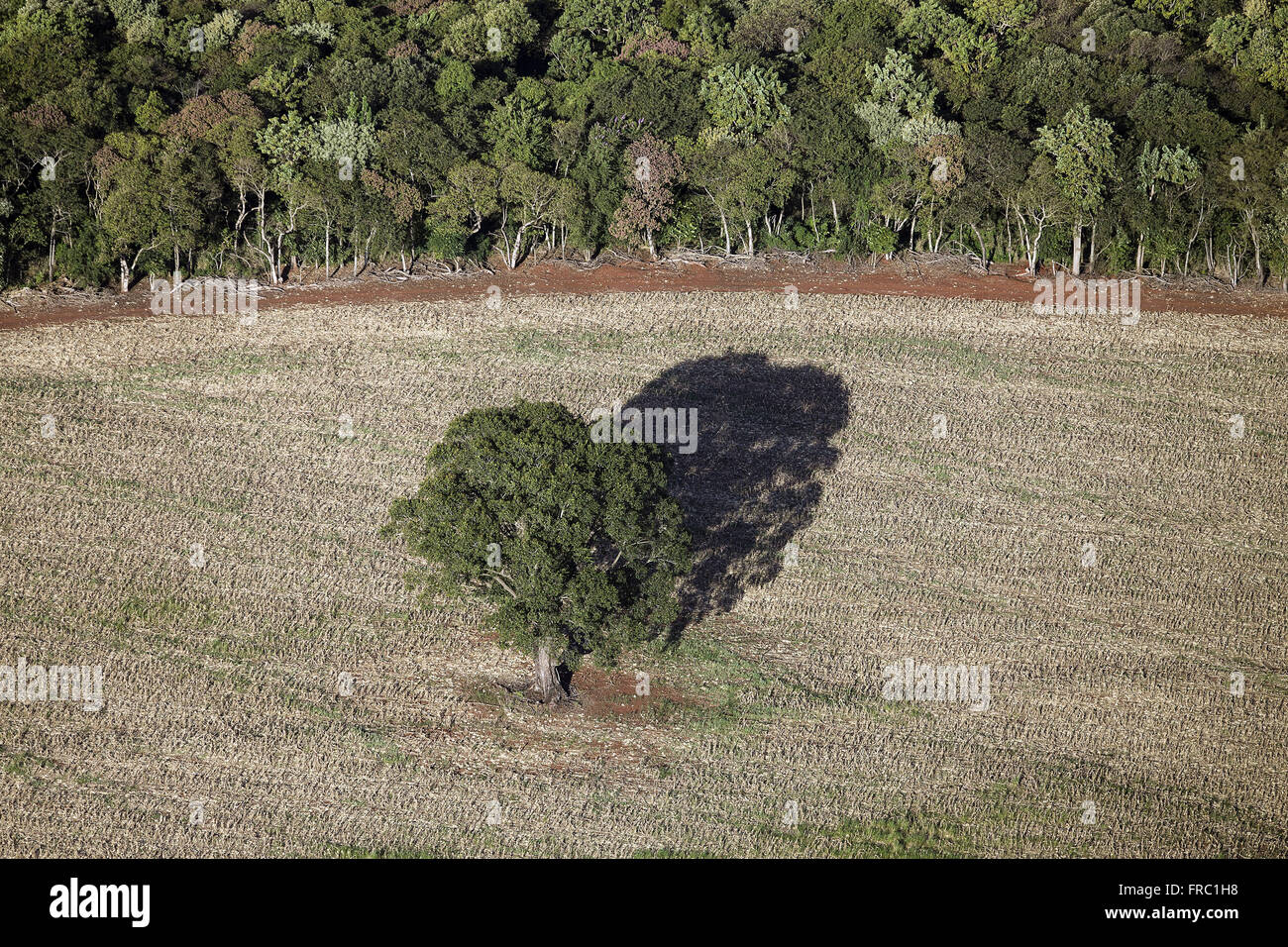 Aerial view of tree isolated in area with newly harvested crop in the ...