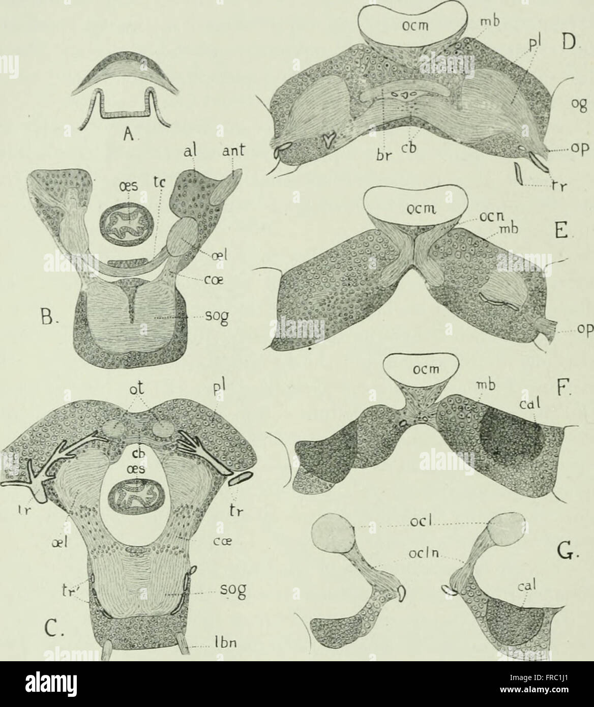 The biology of dragonflies (Odonata or Paraneuroptera) (1917 Stock ...