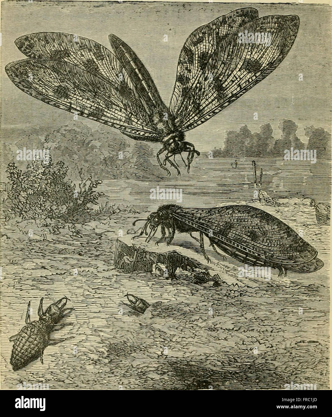 The transformations (or metamorphoses) of insects (Insecta, Myriapoda ...