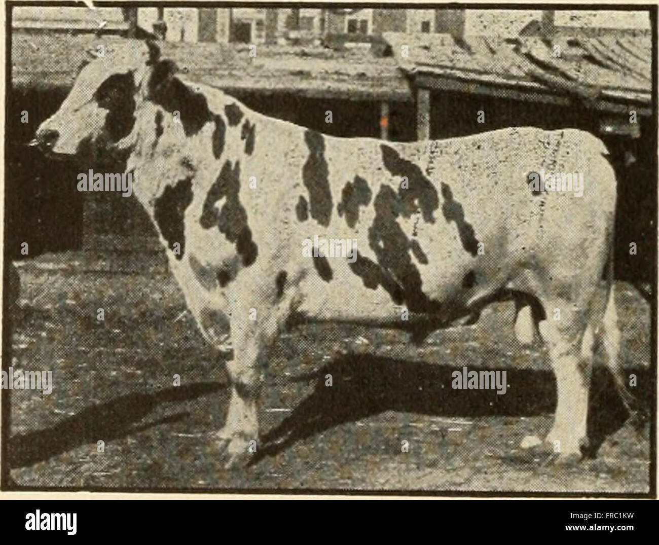 Published in 1905, this book features champion livestock breeds ...