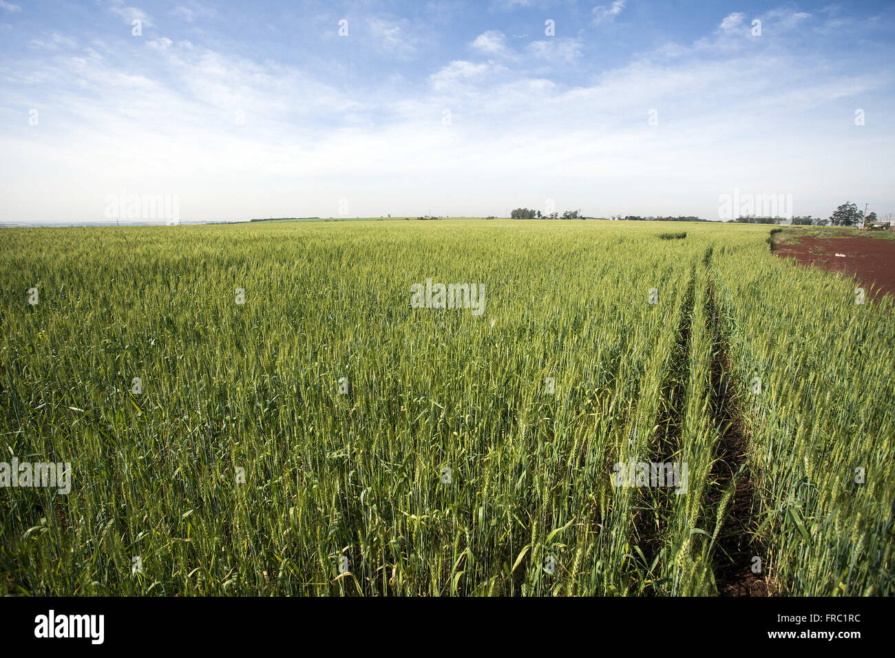 Wheat plantation in the countryside Stock Photo - Alamy