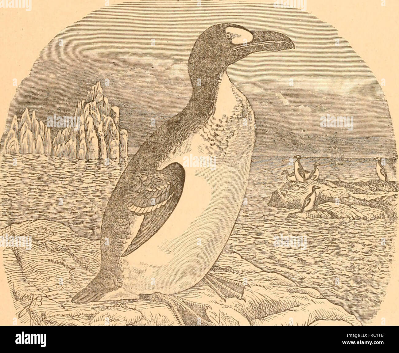 Auk font hi-res stock photography and images - Alamy