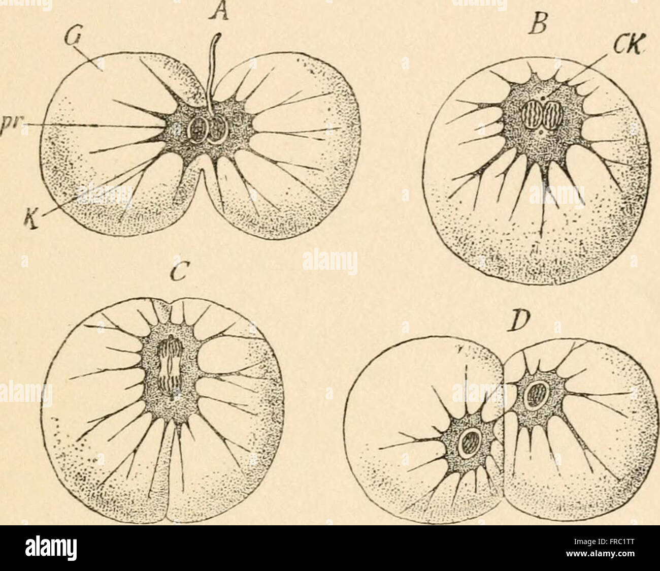 'The First Principles of Heredity' (1910) introduces fundamental ...