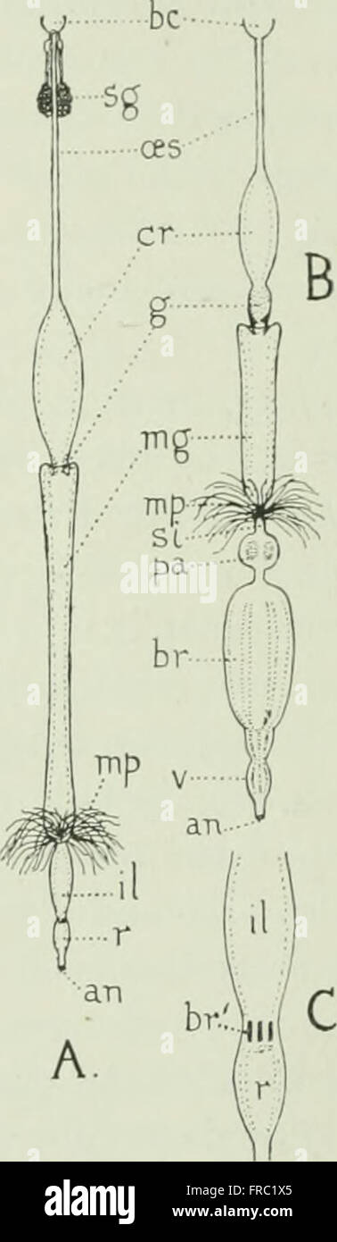 A comprehensive study of the biology of dragonflies, focusing on the ...