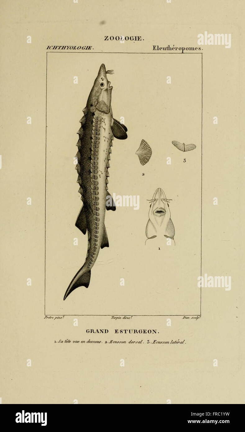 A natural sciences dictionary featuring ichthyology (study of fish ...