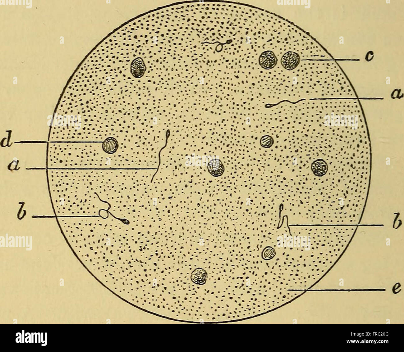 Genito urinary system hi-res stock photography and images - Alamy