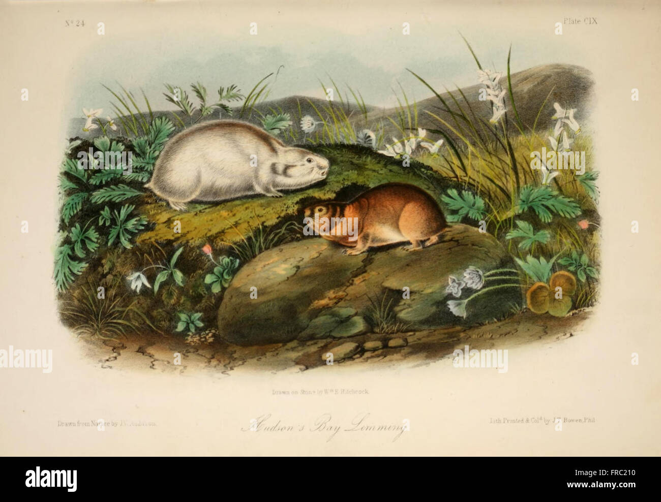 The quadrupeds of North America (Plate CXIX Stock Photo - Alamy