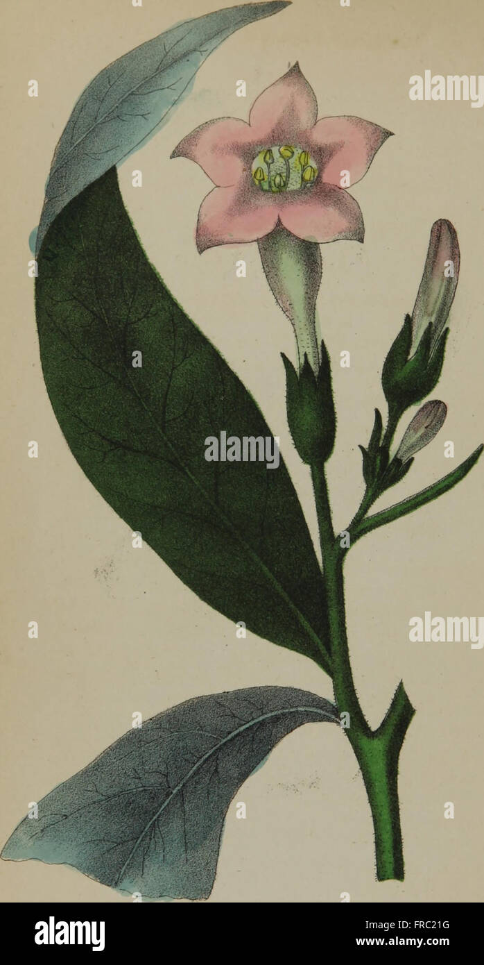 The family flora and materia medica botanica- containing the botanical ...