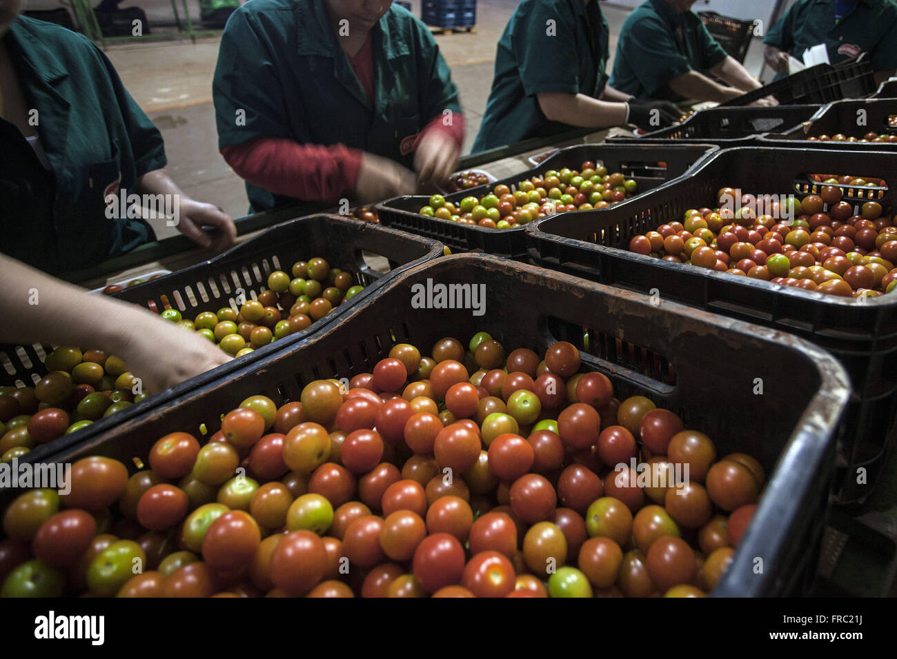 Packing plants hi-res stock photography and images - Alamy
