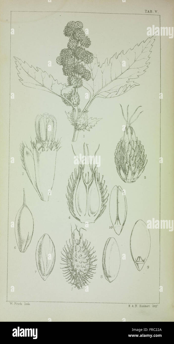 The British flora (Tab. V Stock Photo - Alamy