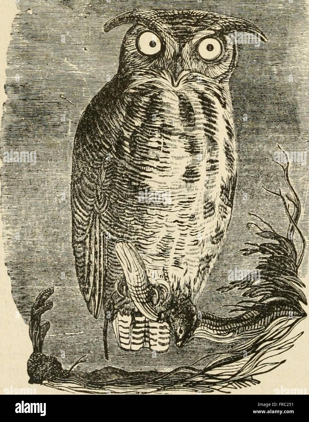 The history of birds - their varieties and oddities, comprising graphic ...
