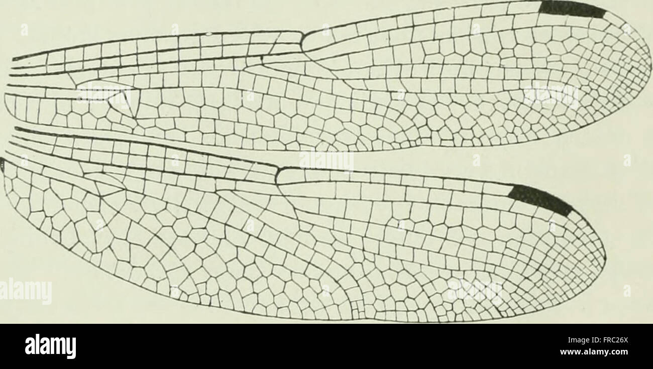 This 1917 work provides a detailed study of dragonflies (Odonata ...