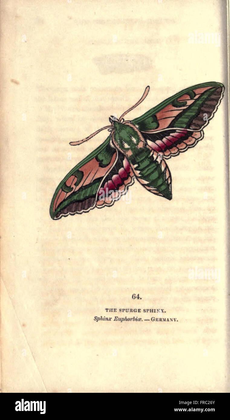 This plate showcases a variety of butterflies, sphinx moths, and other ...