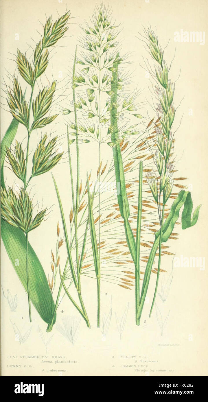 'The British Grasses and Sedges' is a botanical study focused on the ...