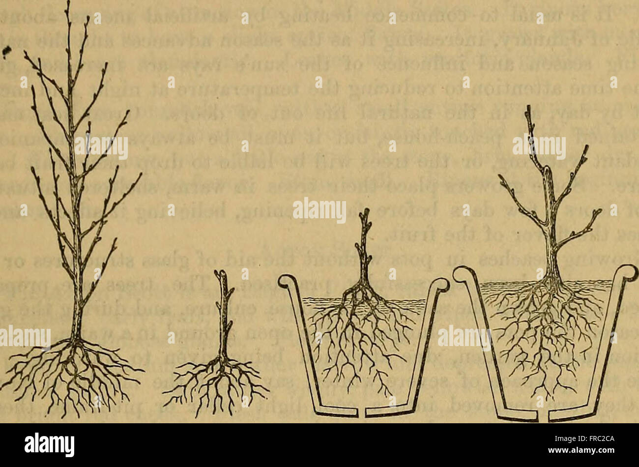 The fruits and fruit-trees of America; (1889 Stock Photo - Alamy