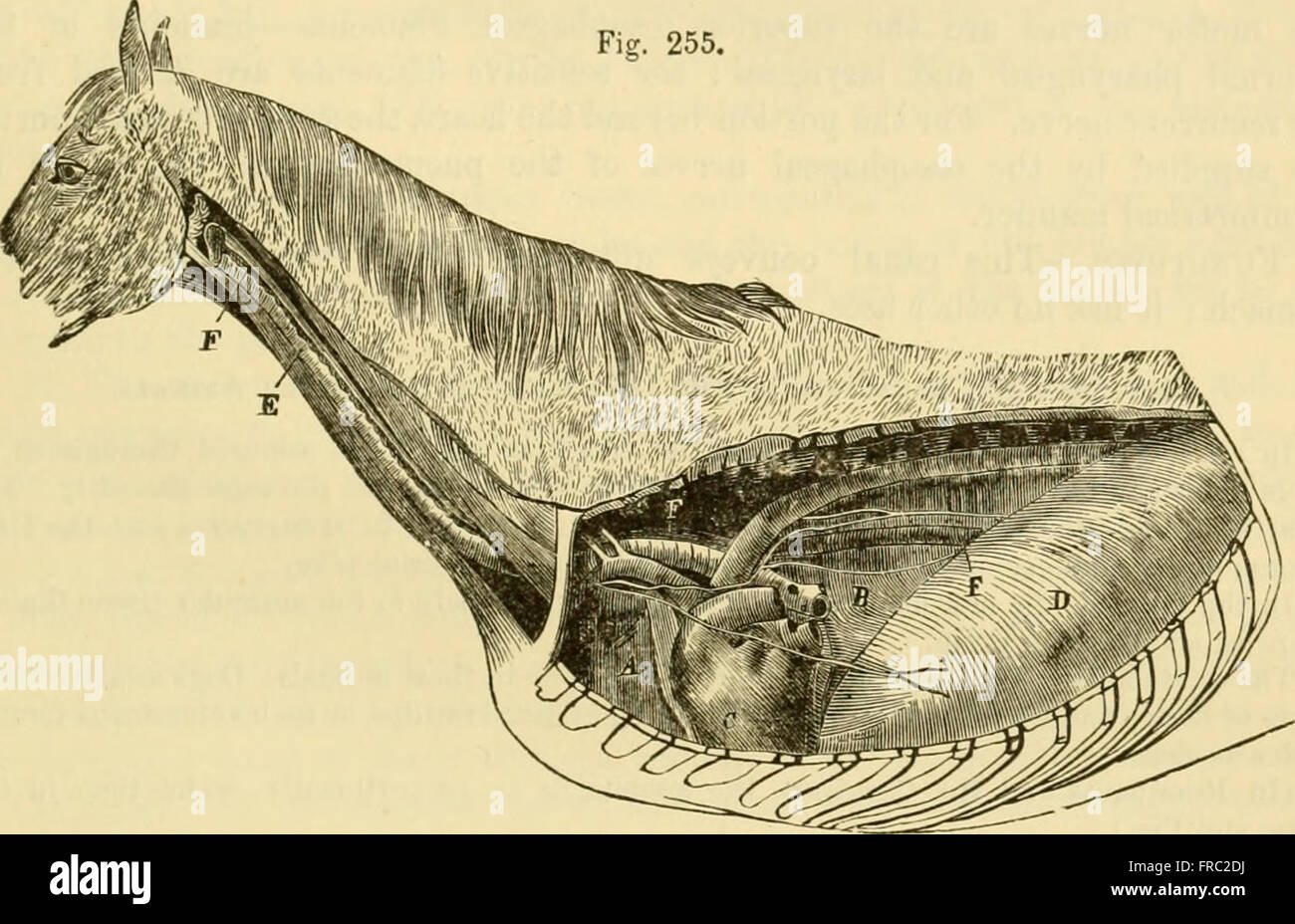 This 1908 work examines the comparative anatomy of domesticated animals ...