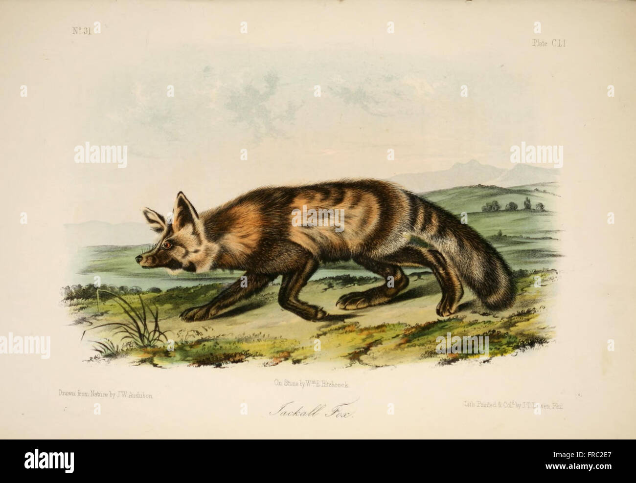 The quadrupeds of North America (Plate CLI Stock Photo - Alamy