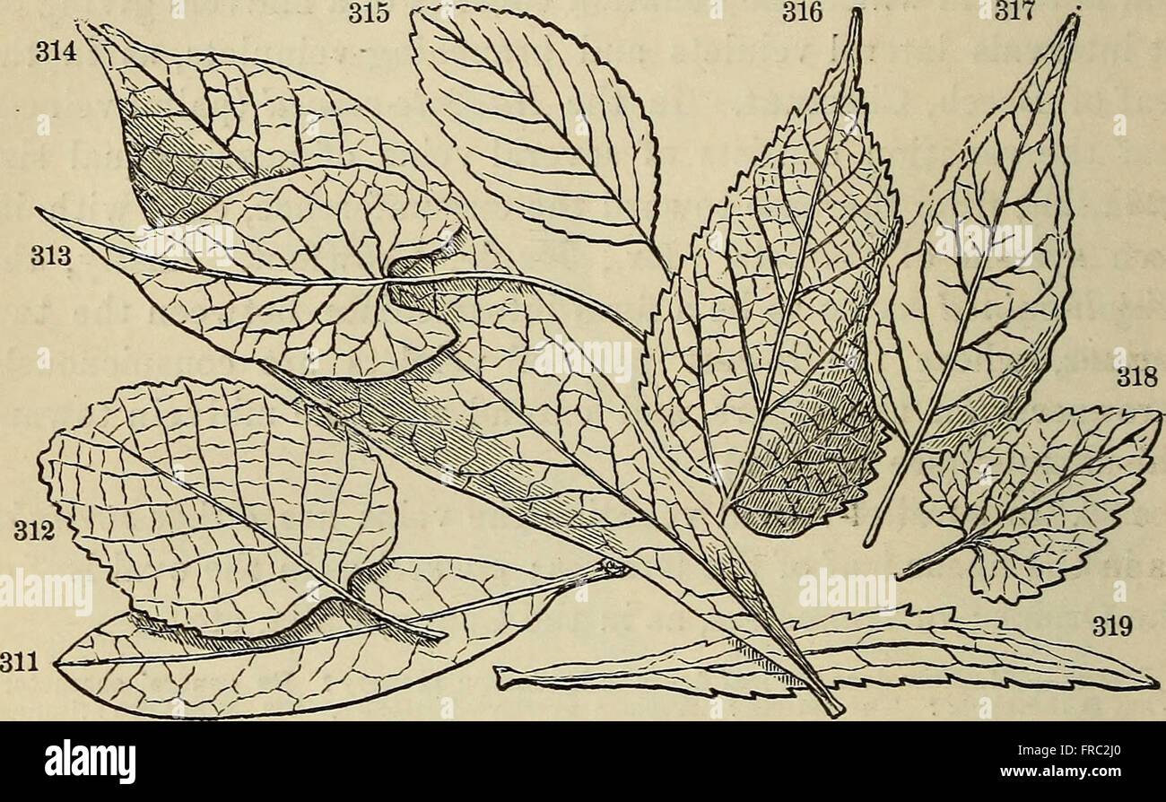 This work provides lessons on the structure, life cycle, and growth of ...