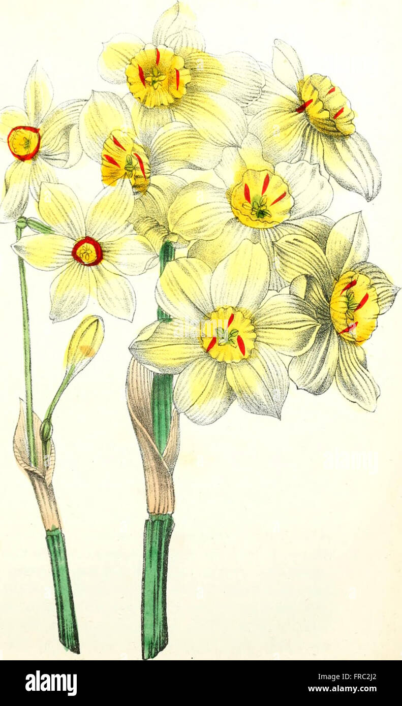 This botanical work explores the scientific and general descriptions of ...