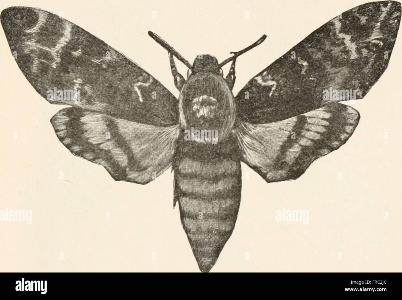 *The Animals and Man* (1911) combines zoology and human physiology in a ...
