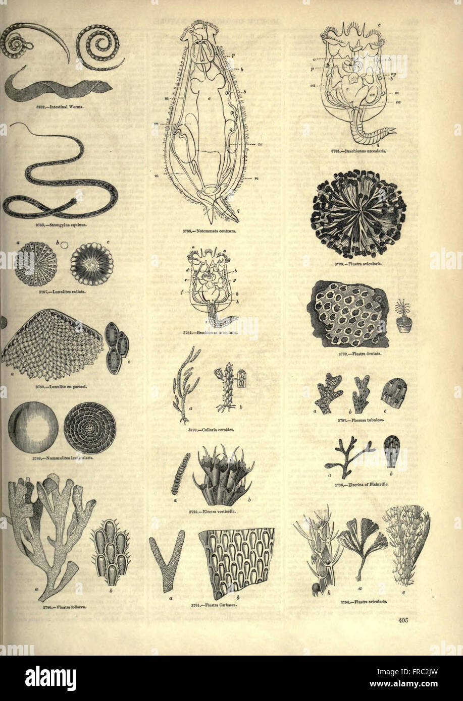 This visual reference work showcases various animal species, depicting ...