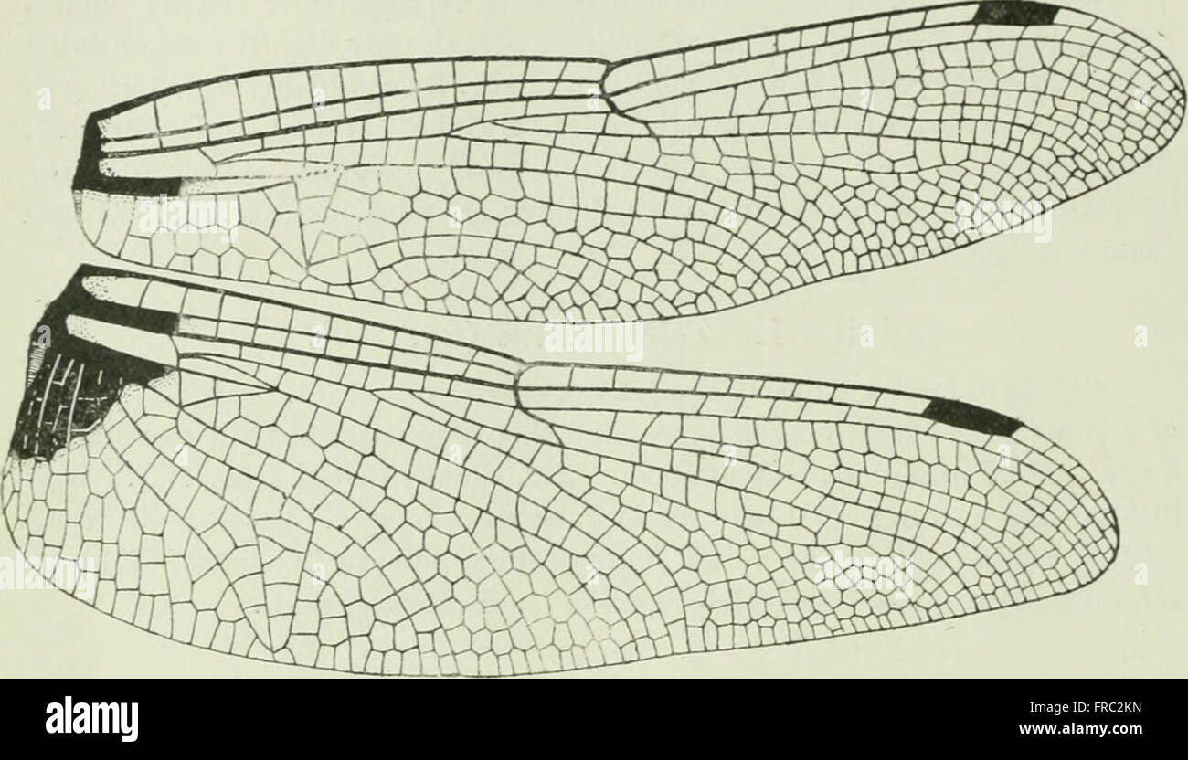 This 1917 work on dragonflies (Odonata) details their biology, life ...