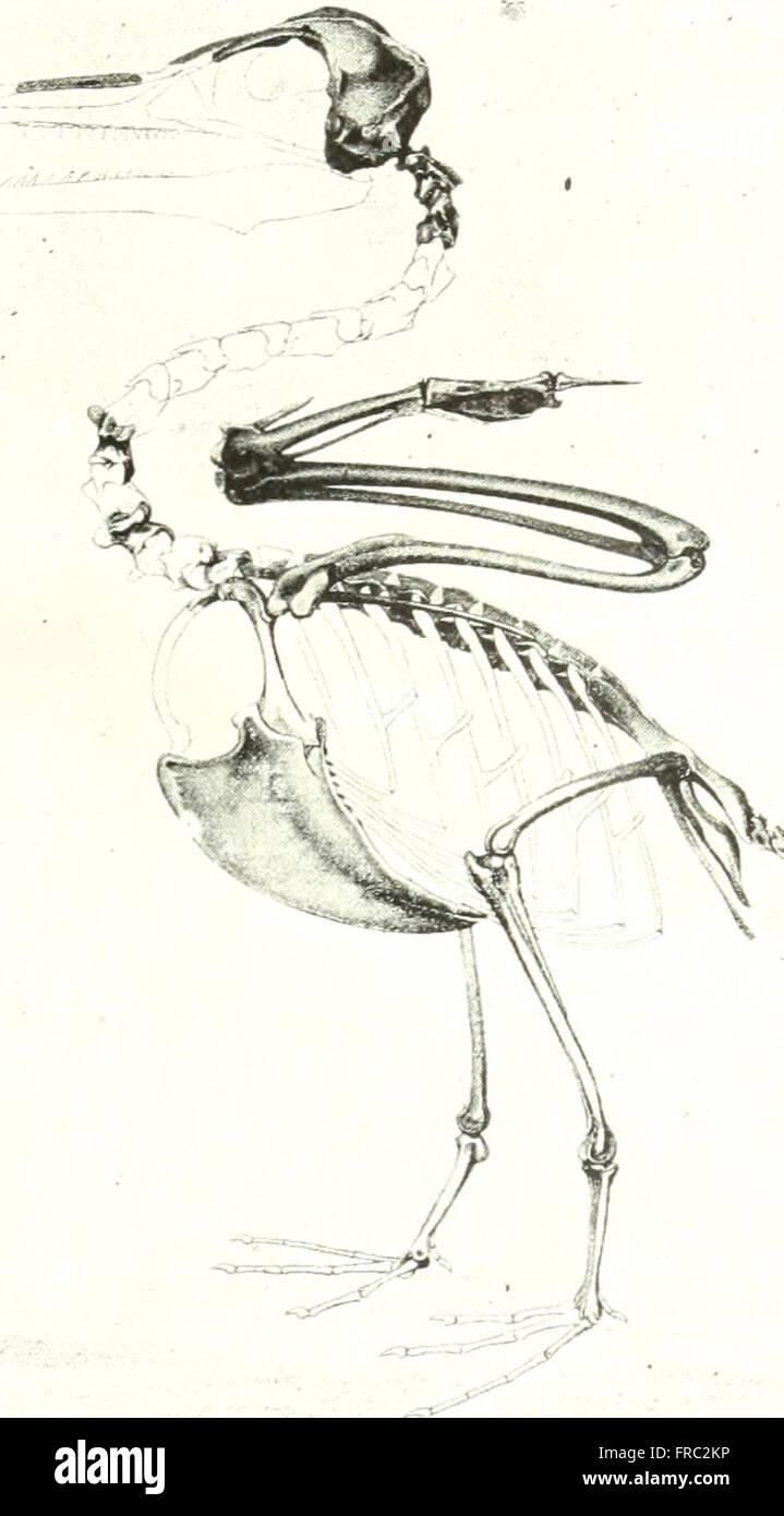 The bird, its form and function (1906 Stock Photo - Alamy