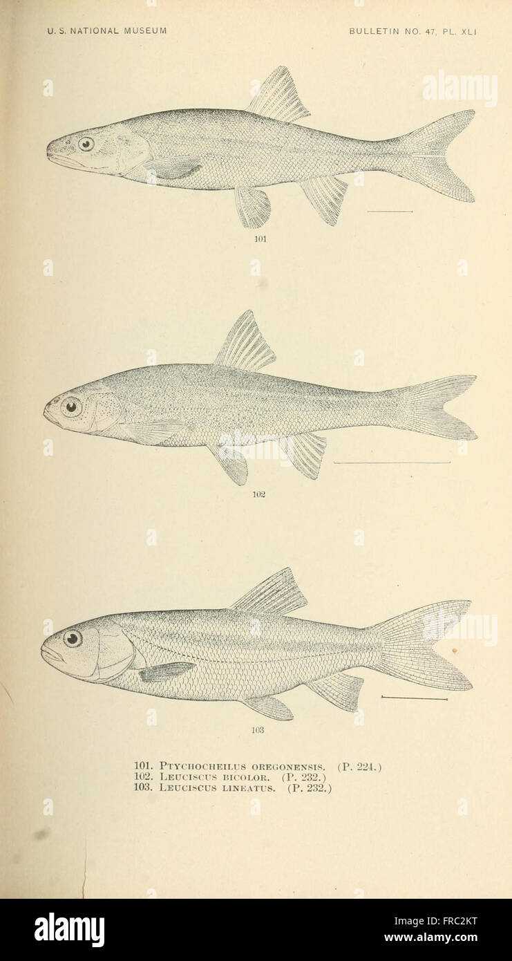 This work presents a detailed description of fish species found in ...