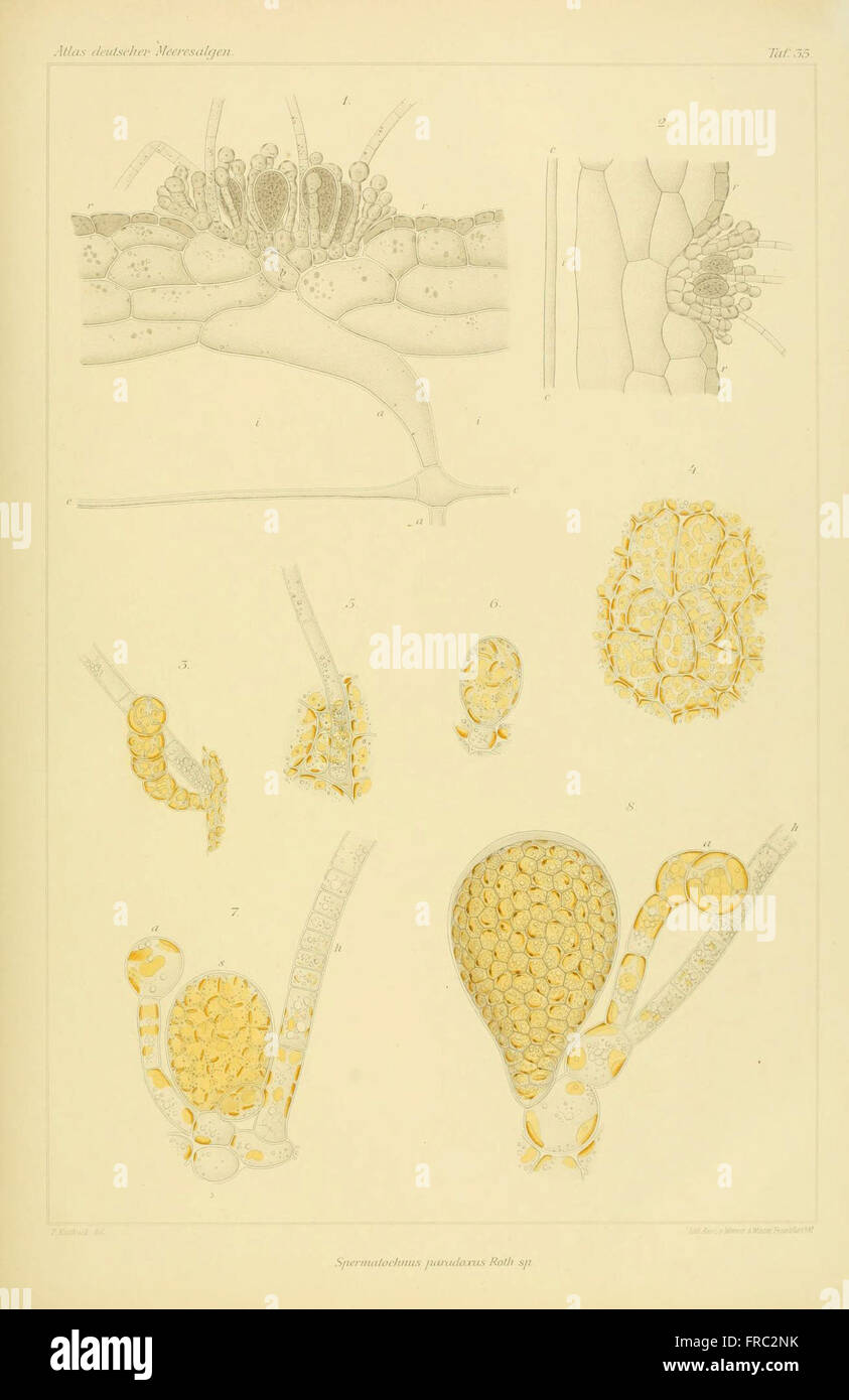 Atlas Deutscher Meeresalgen is a detailed atlas of marine algae from ...