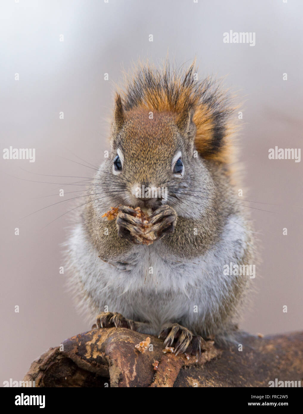 American red squirrel nose hi-res stock photography and images - Alamy