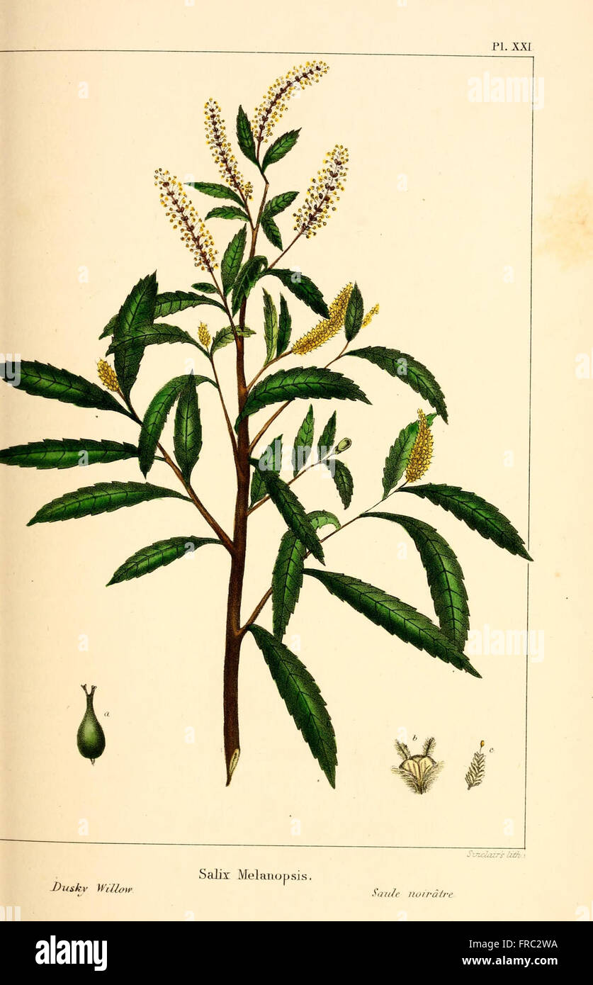 'The North American Sylva' (Pl. XXI) illustrates and describes the ...