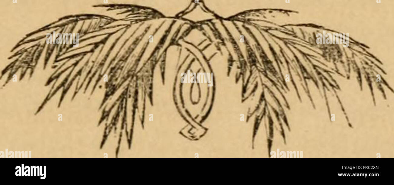 The palm tree (1864 Stock Photo - Alamy