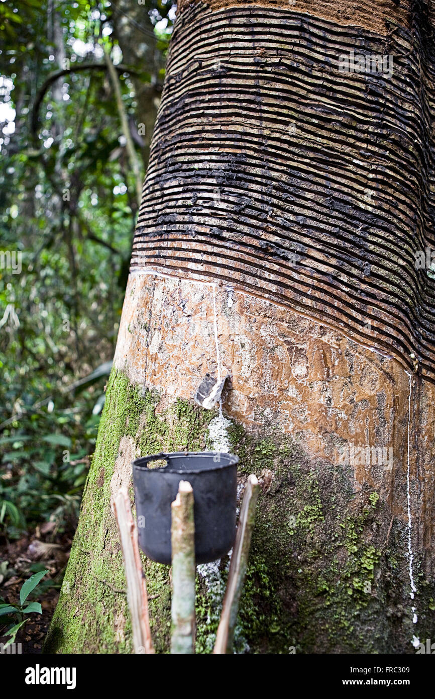 Extraction of latex in Cazumba-Iracema Extractive Reserve Stock Photo ...