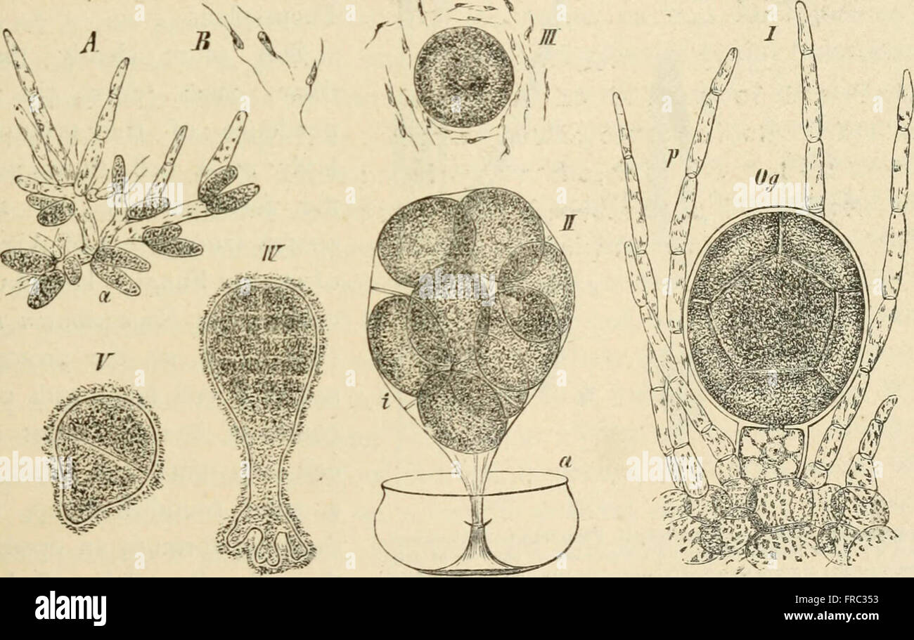 This 1875 textbook on botany covers the morphology and physiology of ...