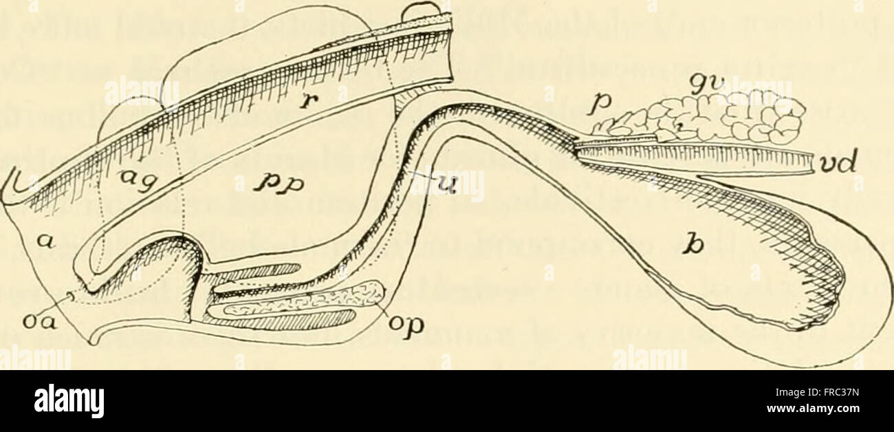 This 1950 work provides a comprehensive overview of chordates, a group ...