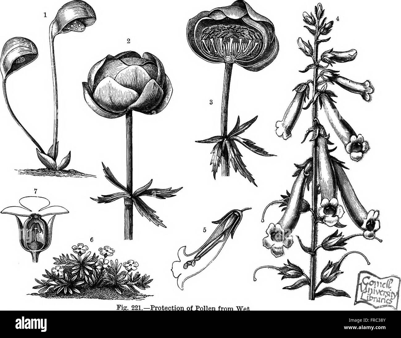The natural history of plants, their forms, growth, reproduction, and ...