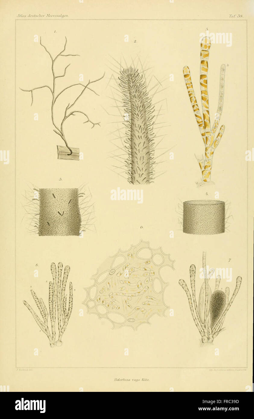 The 'Atlas deutscher Meeresalgen' provides a detailed visual catalog of ...