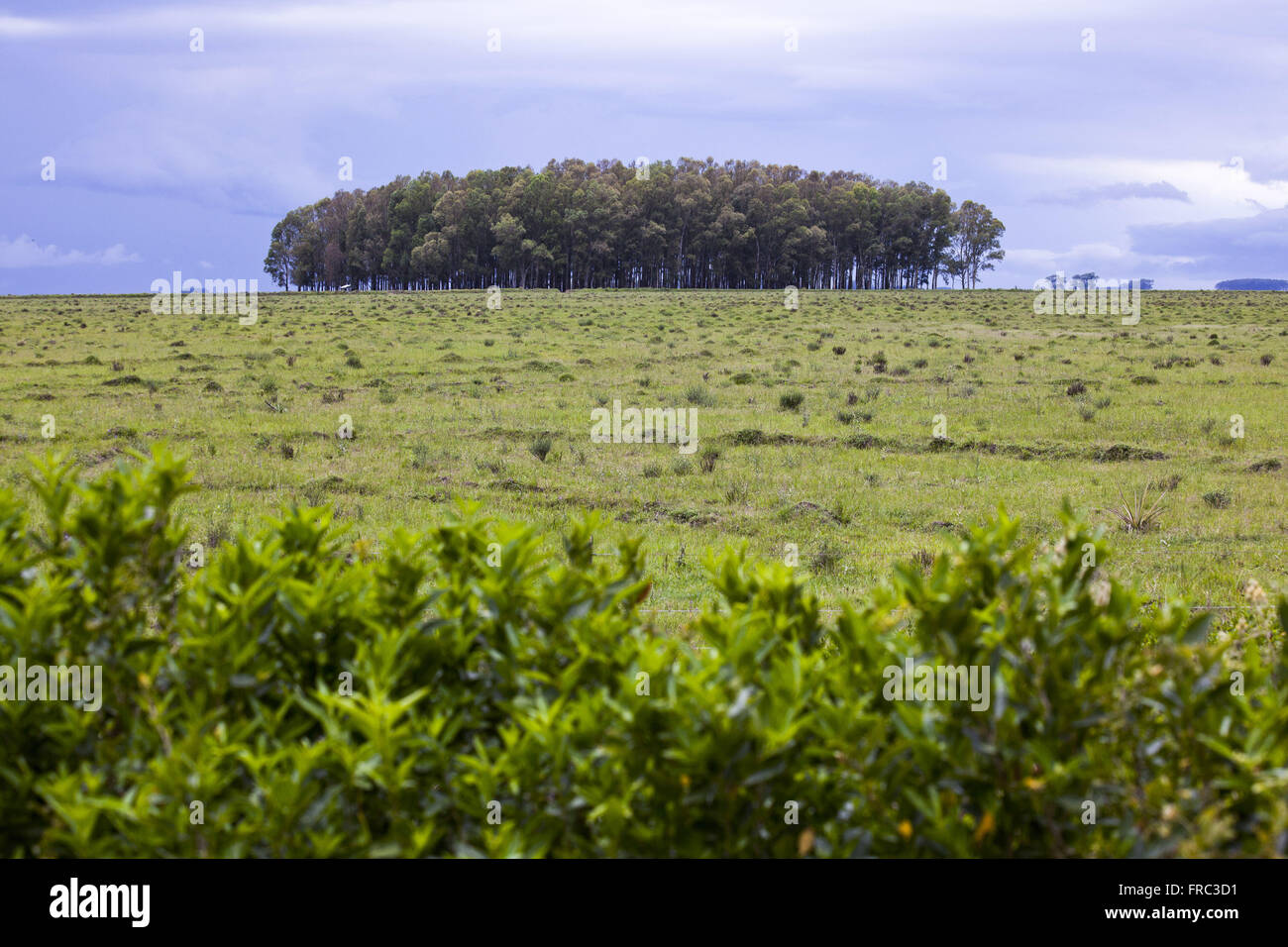 Field taken by termites in ESEC Taim - Ecological Station of Taim Stock ...