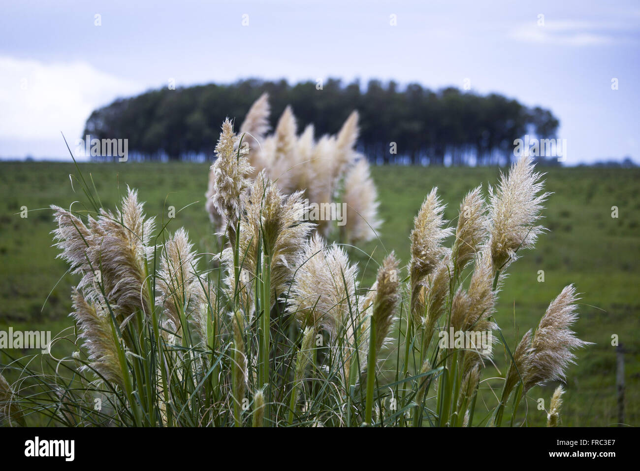 Pampas brazil hi-res stock photography and images - Alamy