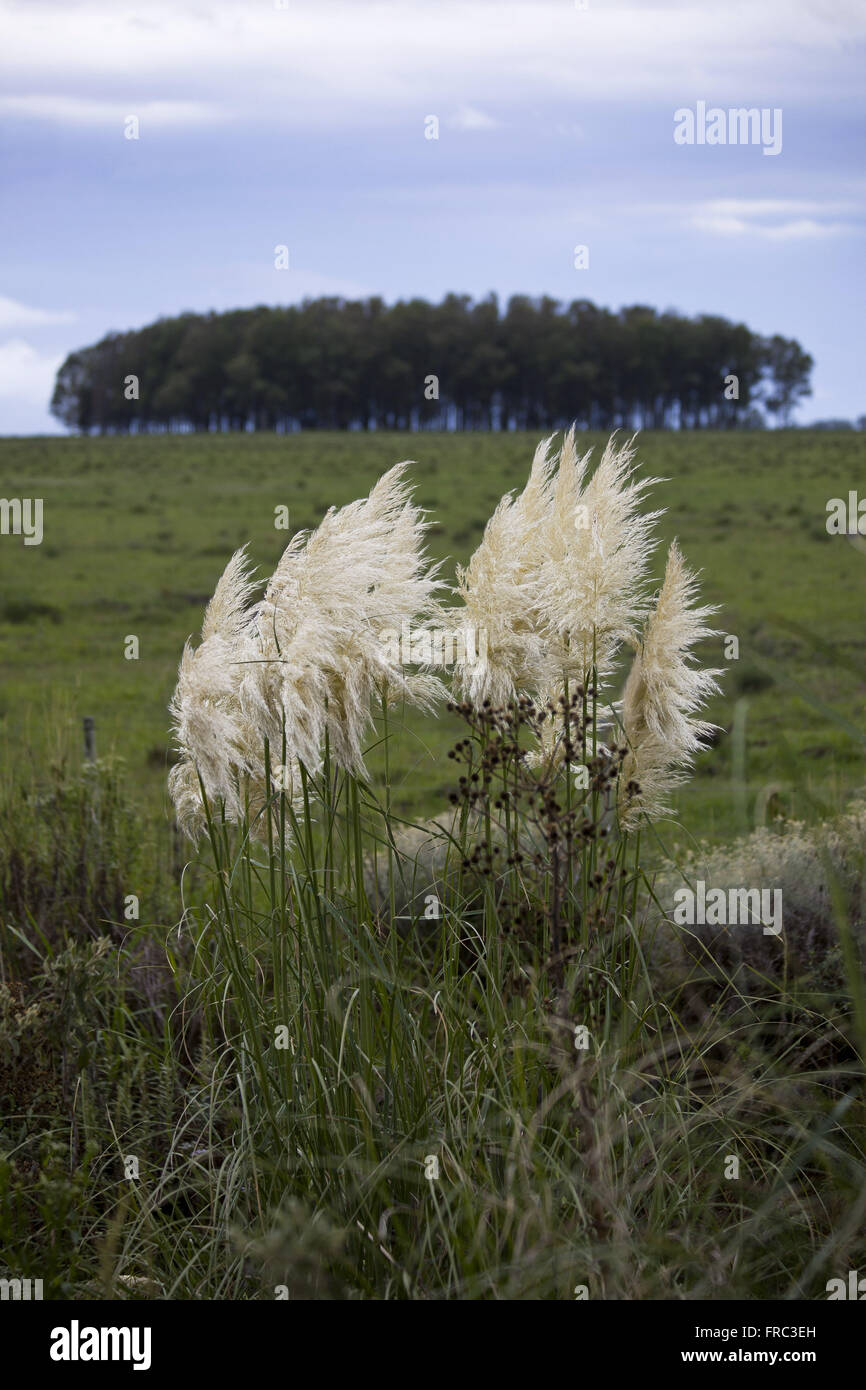 Grass of the pampas in ESEC Taim - Ecological Station of Taim Stock ...