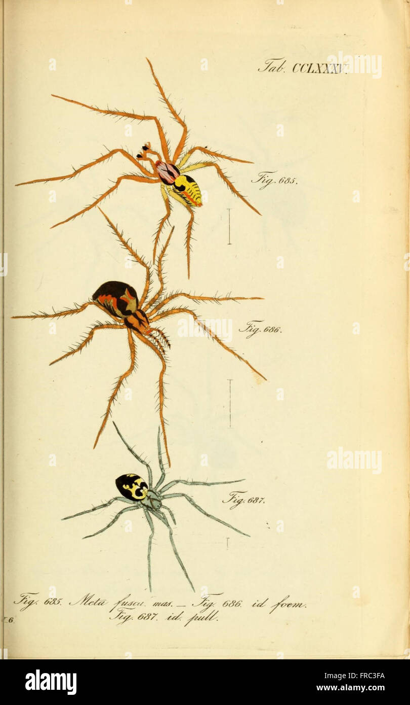 'Die Arachniden' features detailed illustrations of arachnid species ...