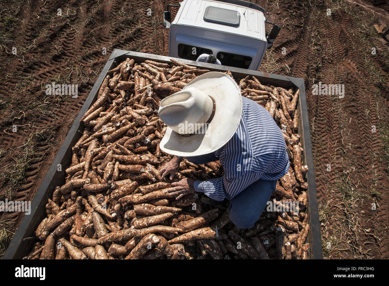 Harvest cassava crop for the production of flour Stock Photo - Alamy